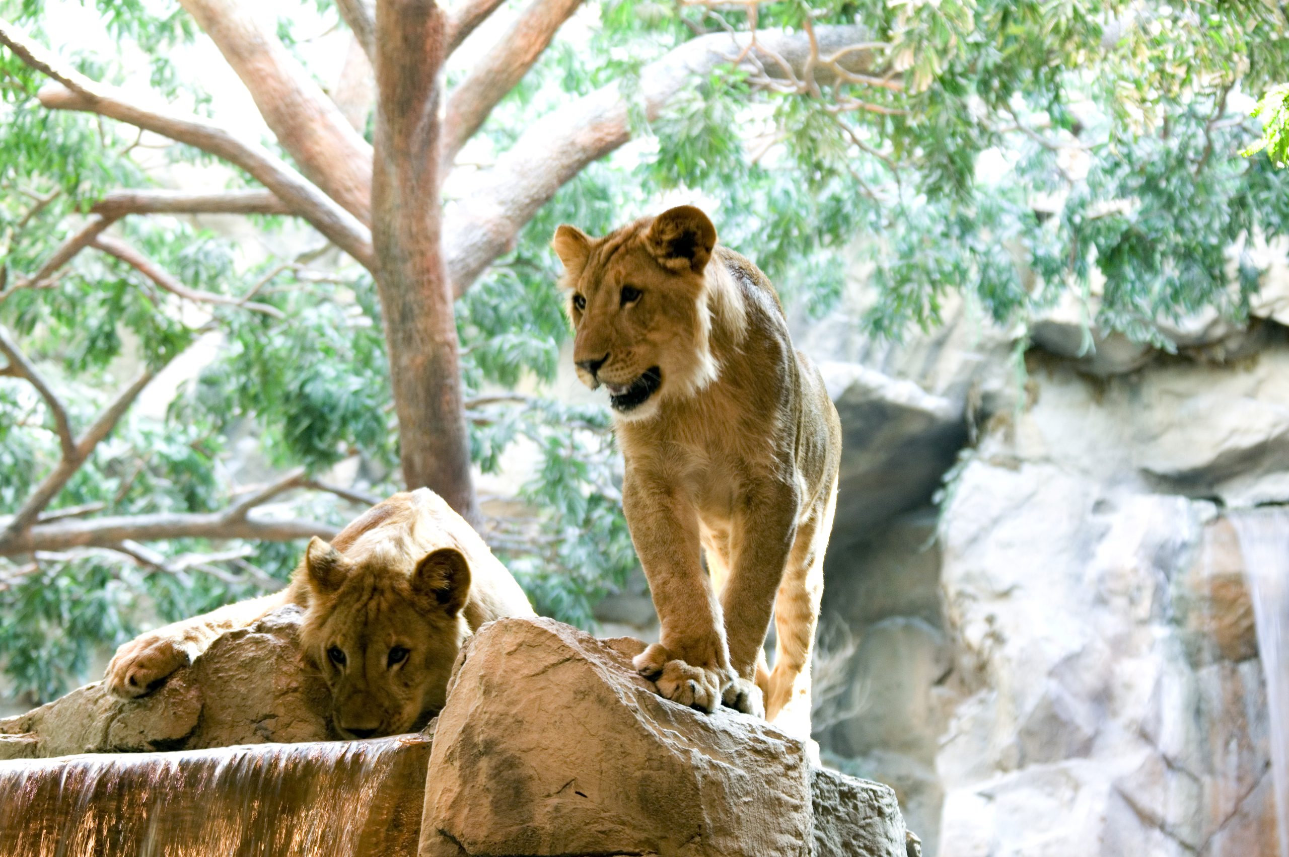 Top Five Family-Friendly Animal Experiences in Las Vegas - GoVisit.Guide