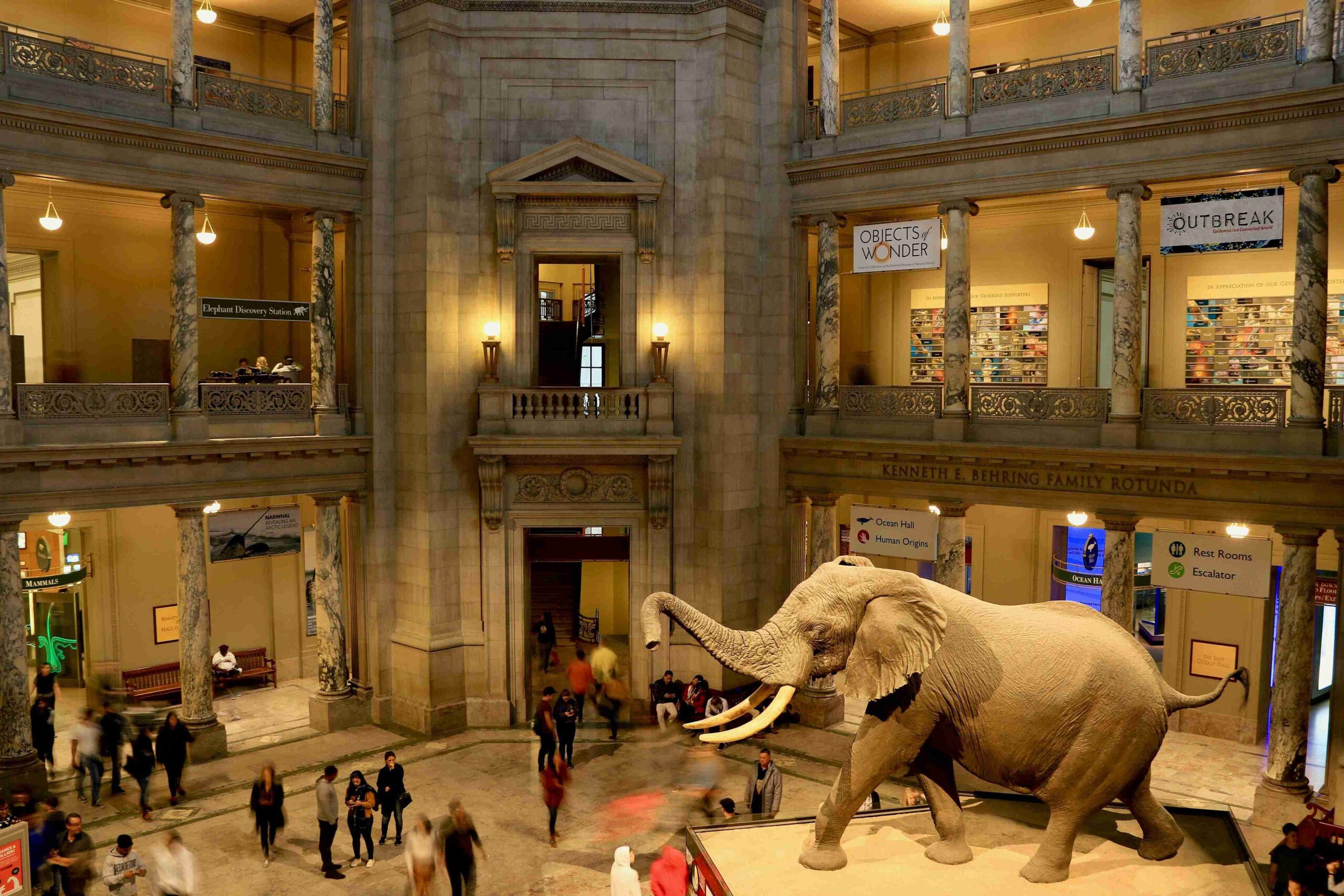 The National Museum of Natural History in DC - GoVisit.Guide